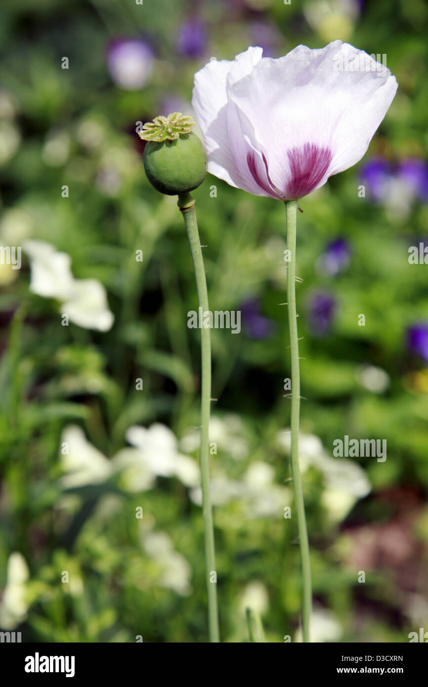 Poppy on green grass Stock Photo - Alamy