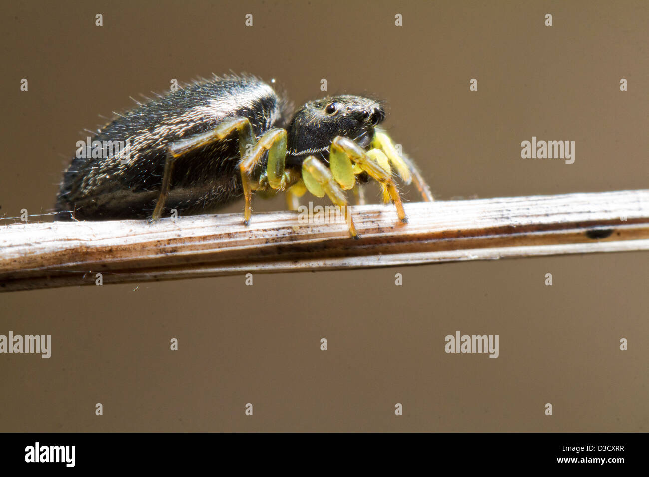 Close up view of the beautiful heliophanus auratus jumping spider Stock ...