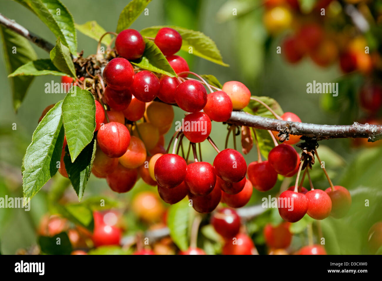 Cherry crops hi-res stock photography and images - Alamy