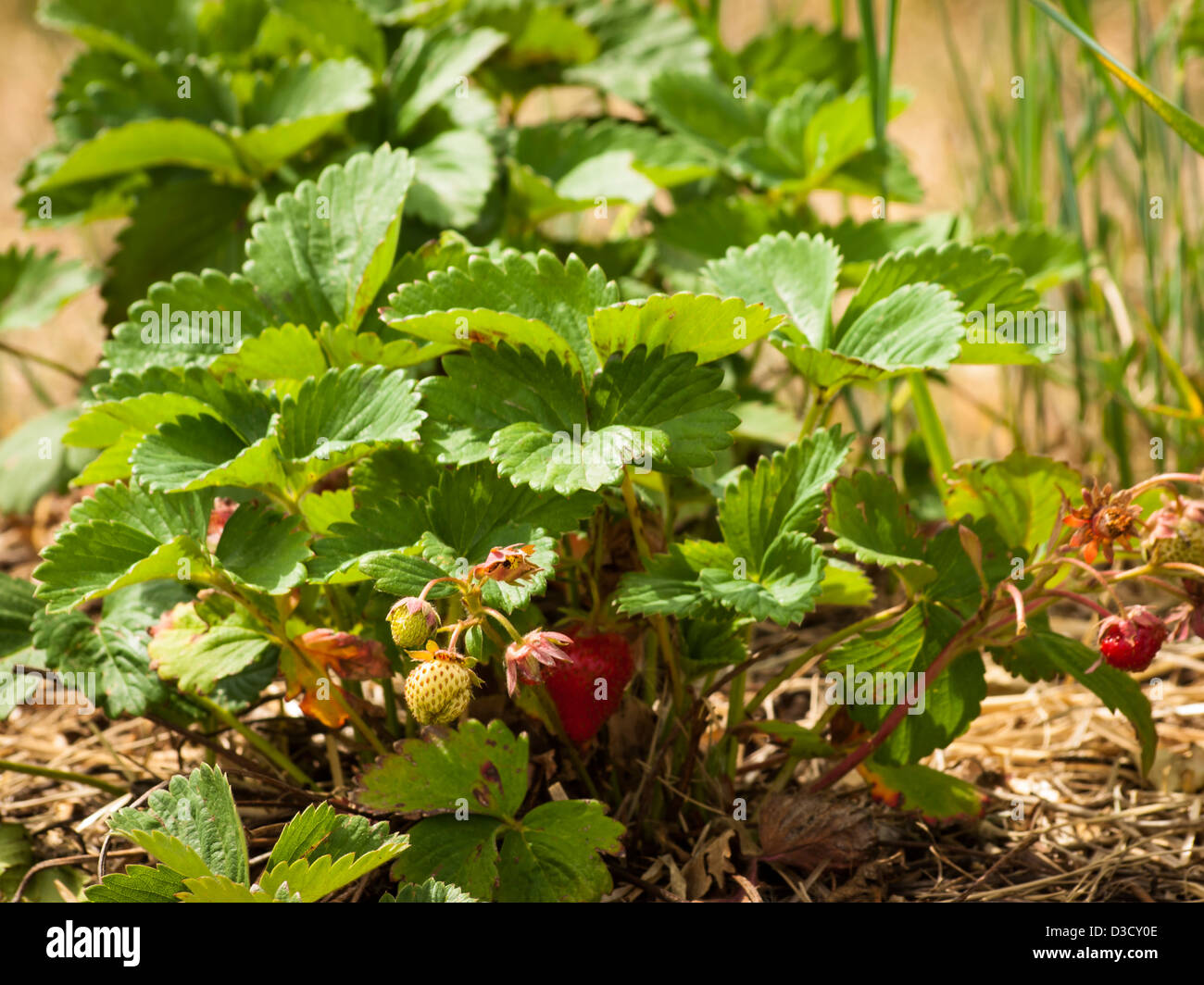 Picking rassberies on berry farm in Colorado Stock Photo - Alamy