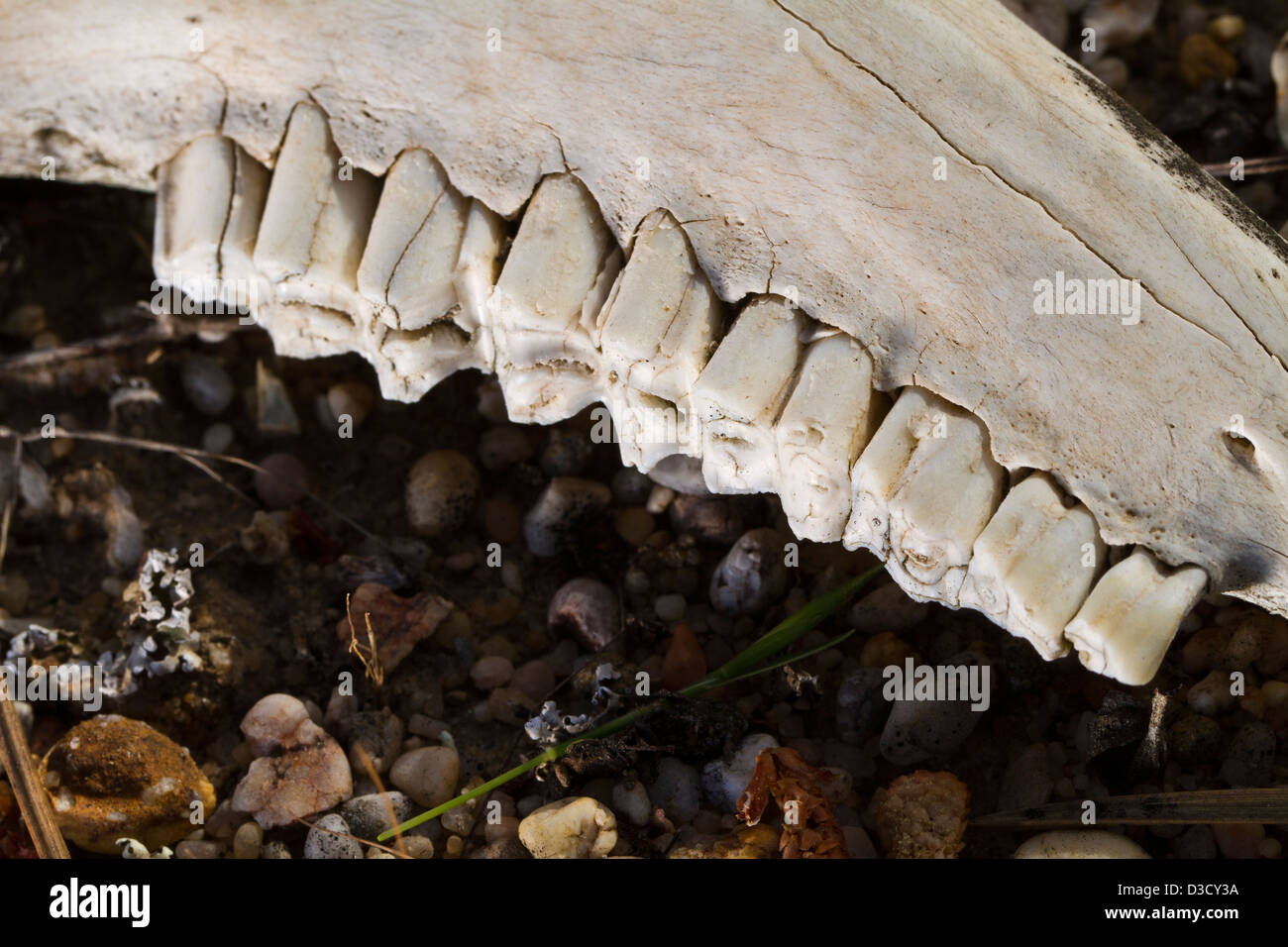 Close view of the jaw with teeth of a sheep on the ground Stock Photo ...