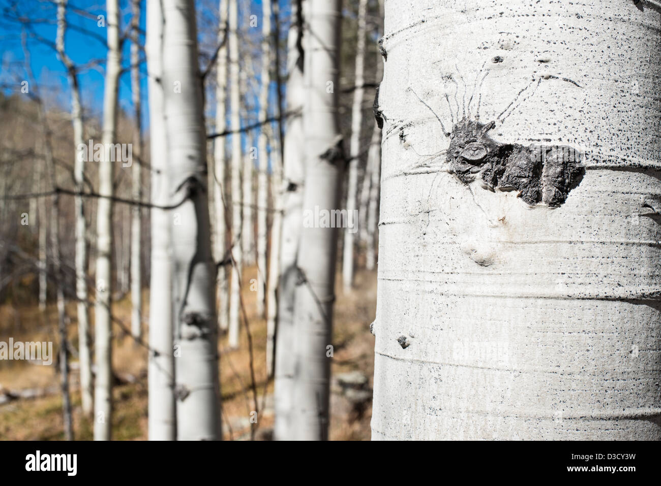 Close-up of an aspen tree trunk Stock Photo - Alamy