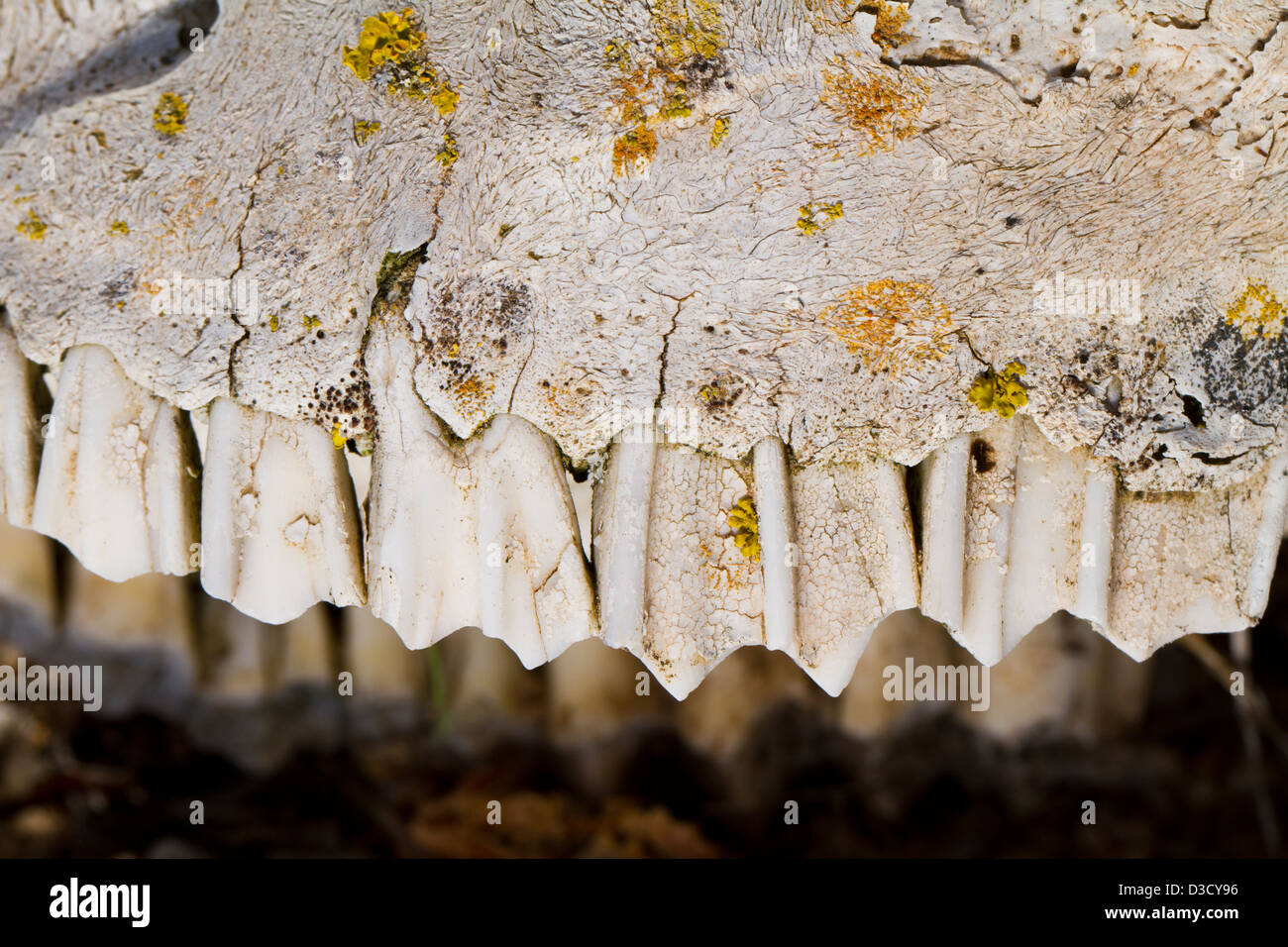 Sheep Teeth High Resolution Stock Photography and Images - Alamy