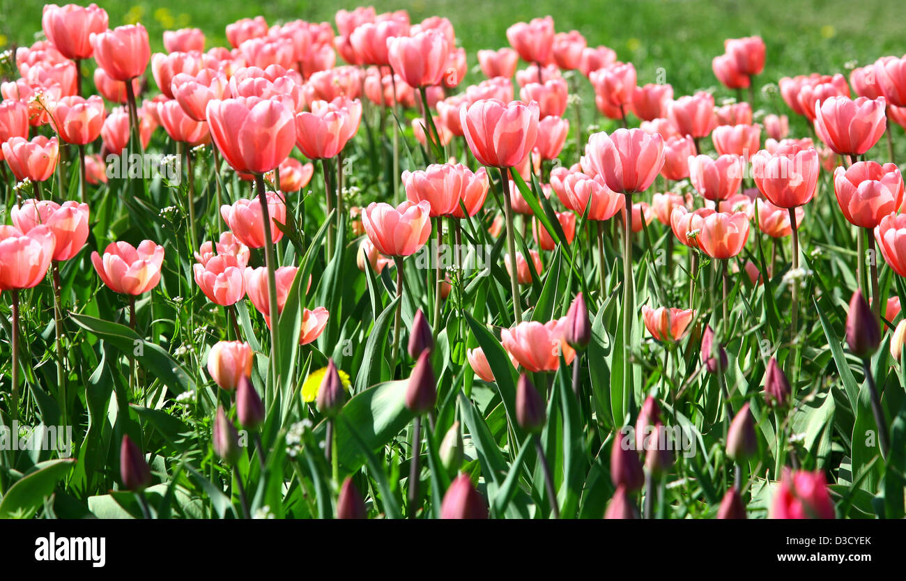 Field of beautiful spring flowers Stock Photo - Alamy