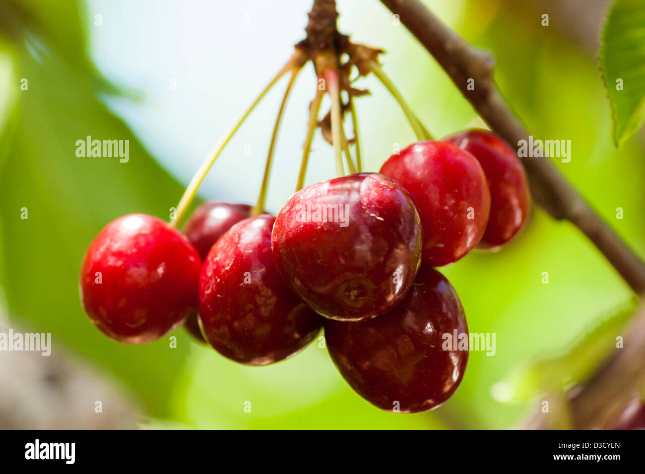 Colorado cherry tree branch hi-res stock photography and images - Alamy