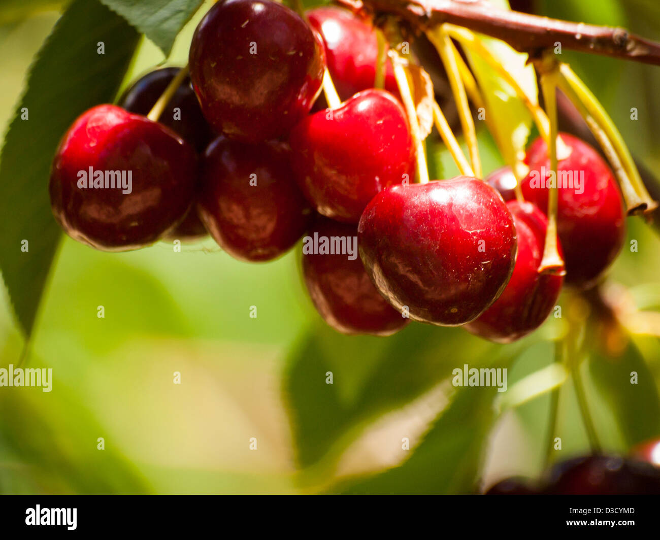 Cherry farm on western slopes of Colorado Stock Photo - Alamy