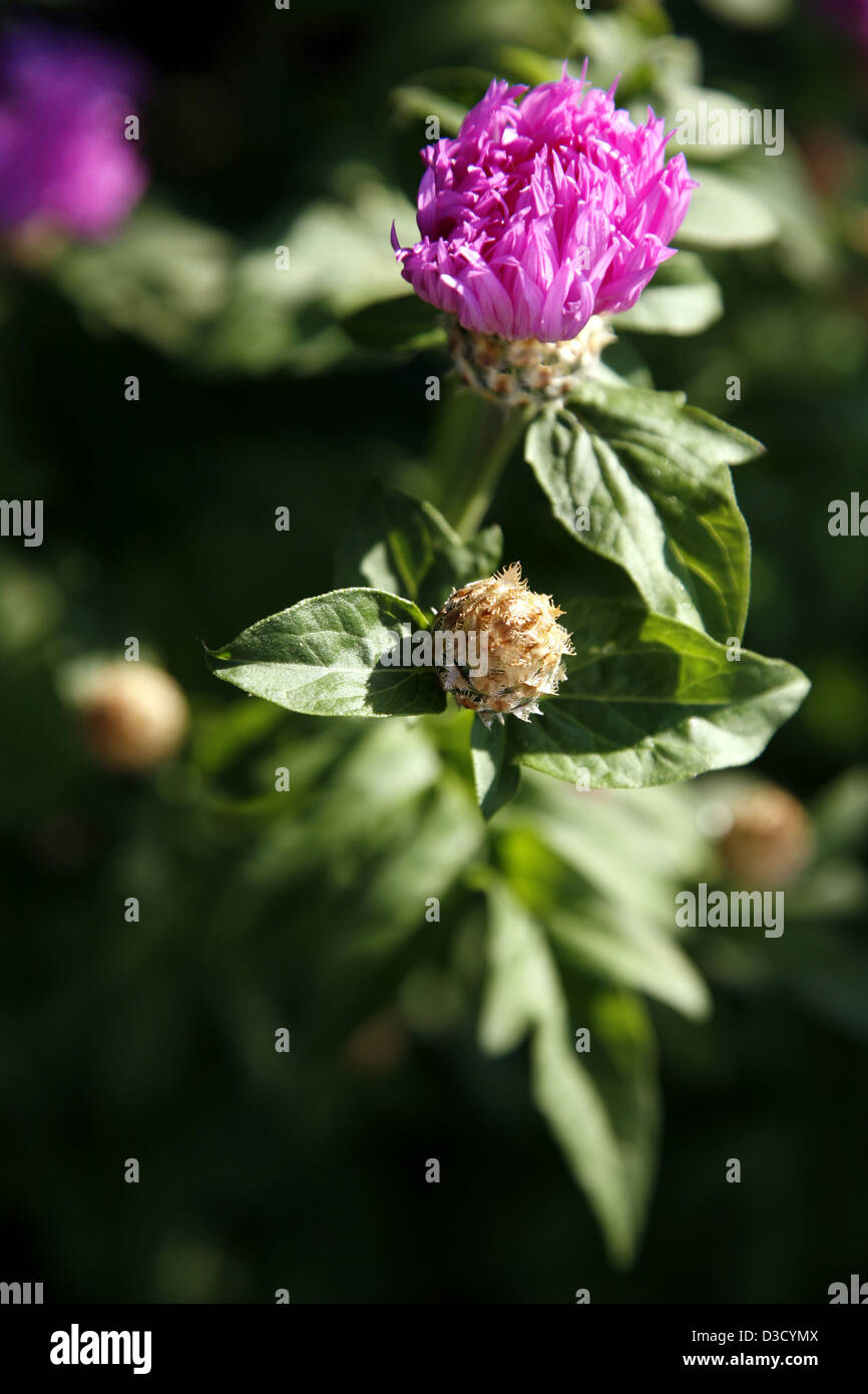 Summer opening hi-res stock photography and images - Alamy
