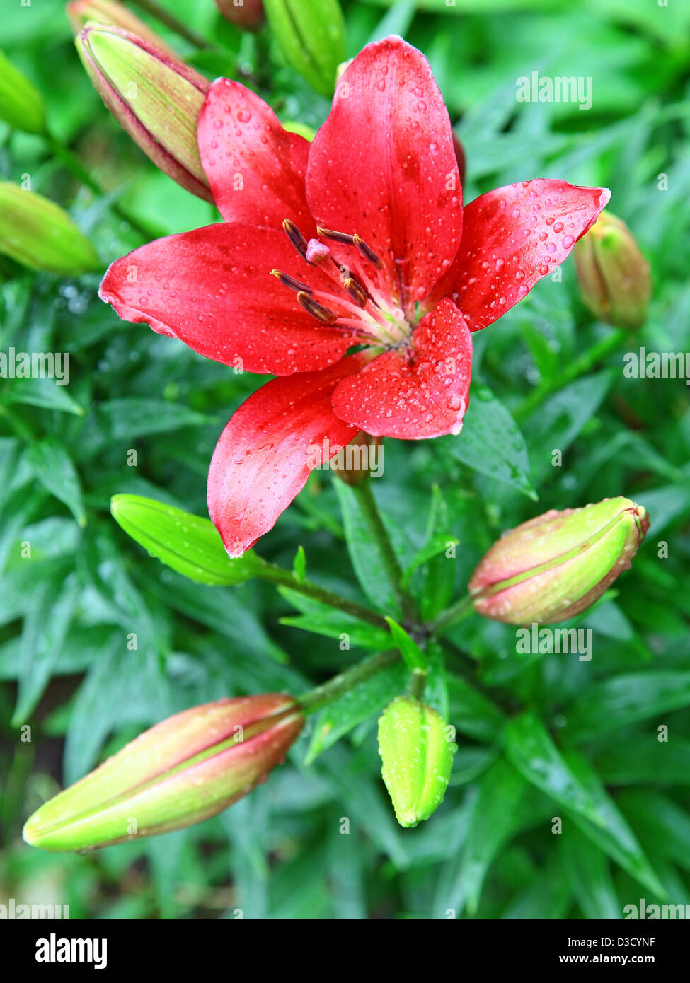 Lily drop hi-res stock photography and images - Alamy