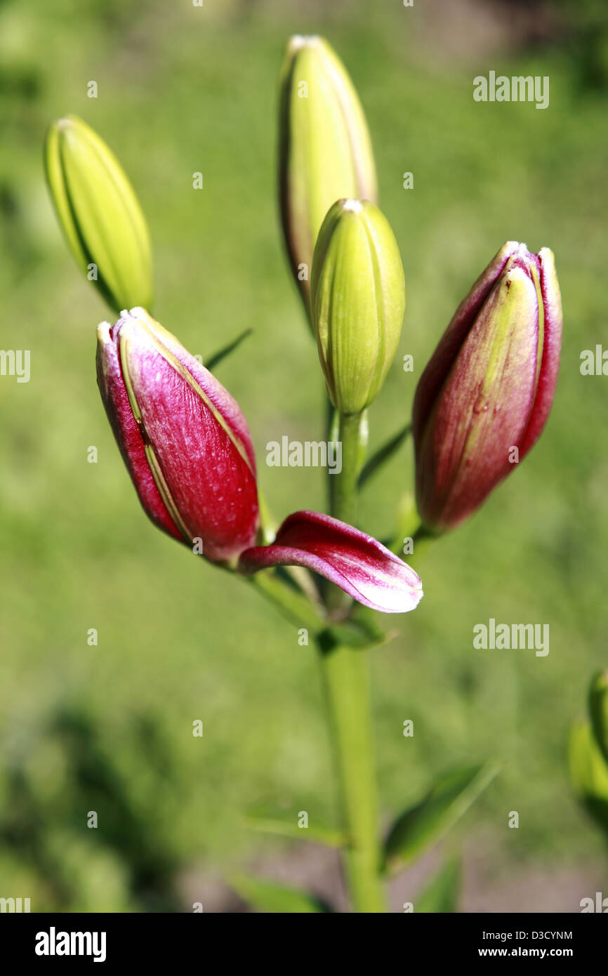 Opening bud of lily in the summer garden Stock Photo - Alamy