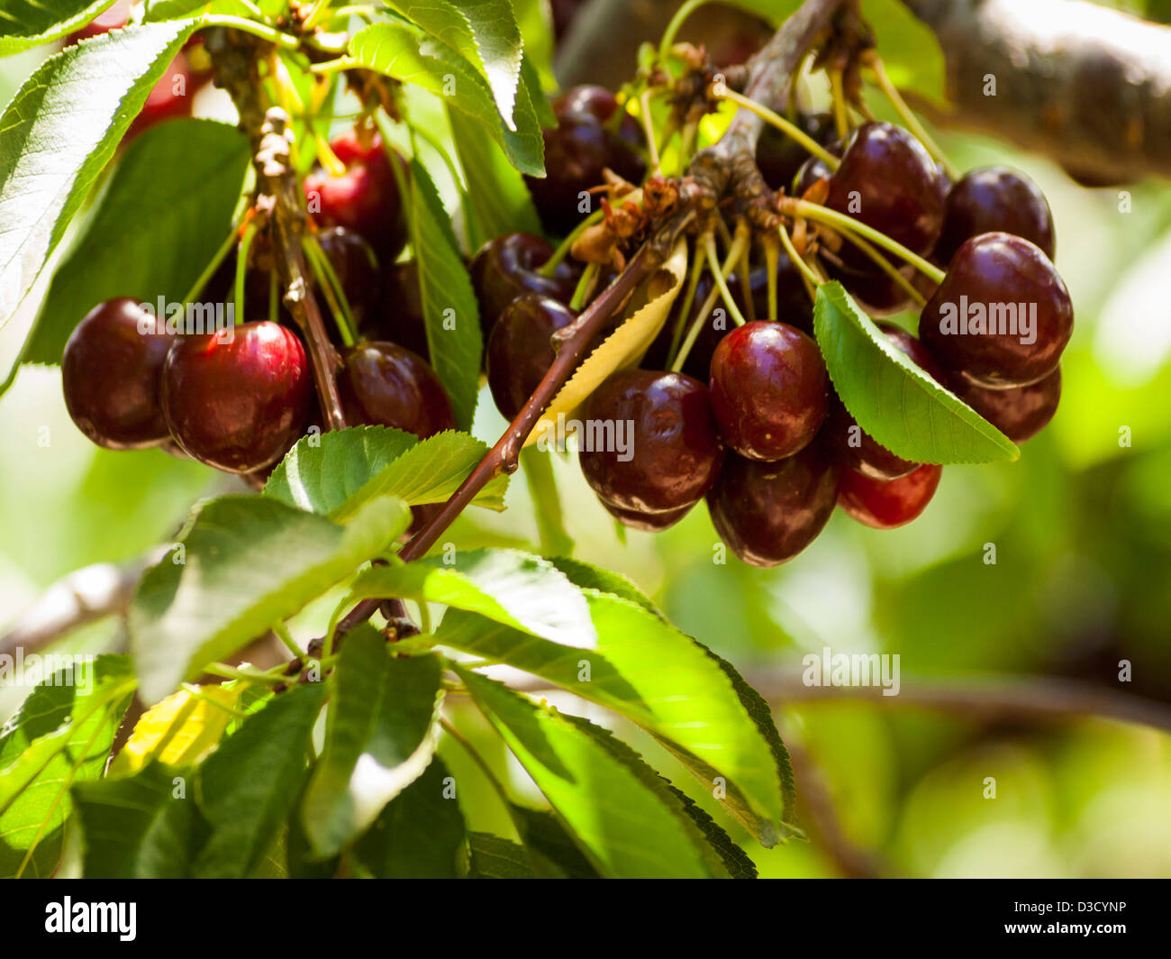 Cherry farm on western slopes of Colorado Stock Photo - Alamy
