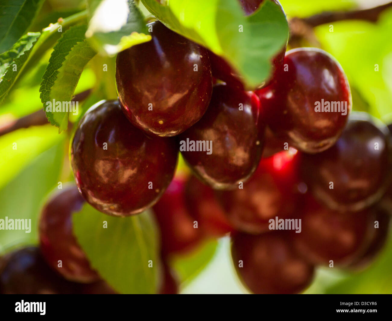 Colorado cherry tree branch hi-res stock photography and images - Alamy