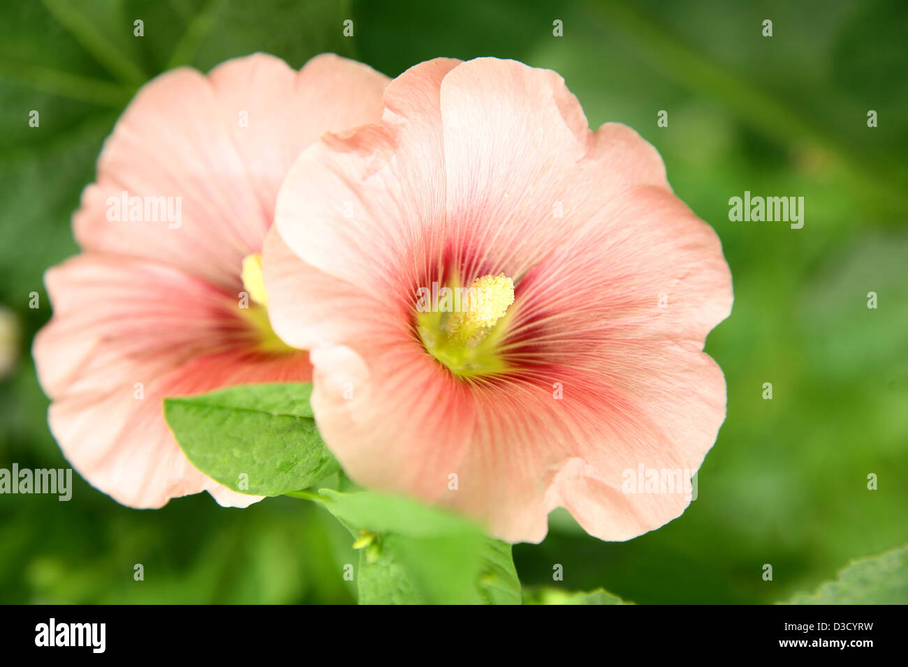 Pink flower of mallow Stock Photo - Alamy