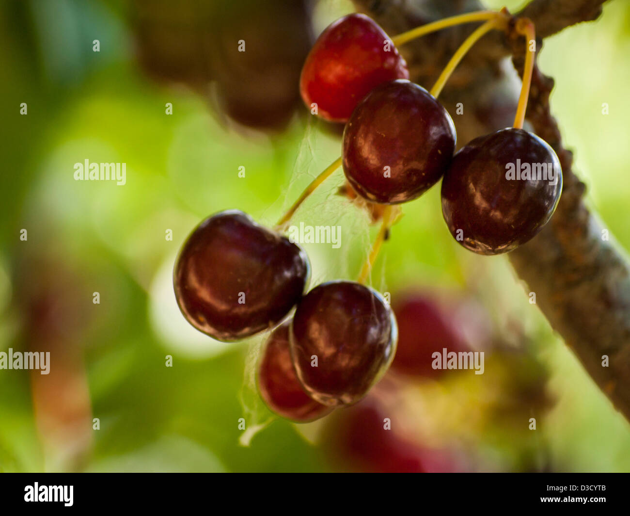 Colorado cherry tree branch hi-res stock photography and images - Alamy