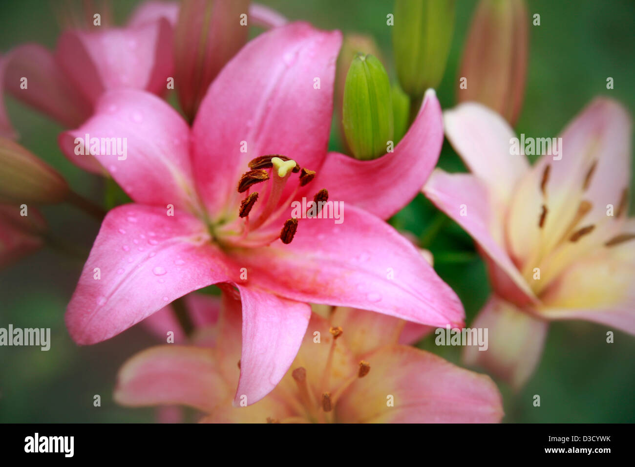 Pink lily in morning mist Stock Photo - Alamy