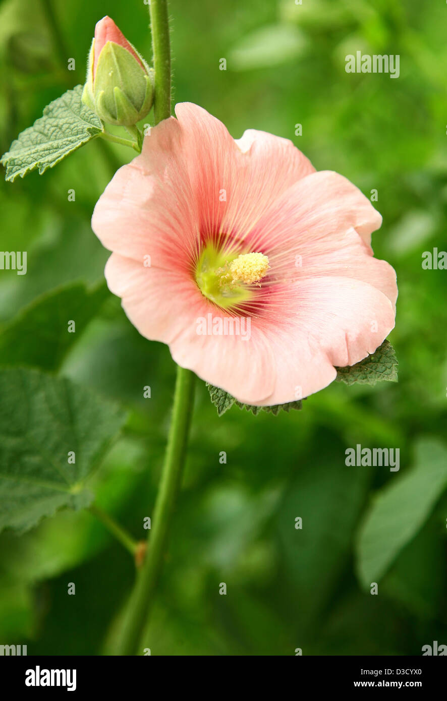 Pink mallow in the garden Stock Photo - Alamy