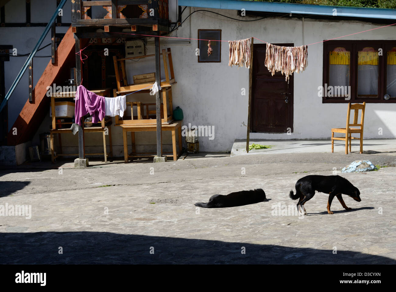 Bhutanese yard with typical scene of dogs relaxing and meat drying on a ...