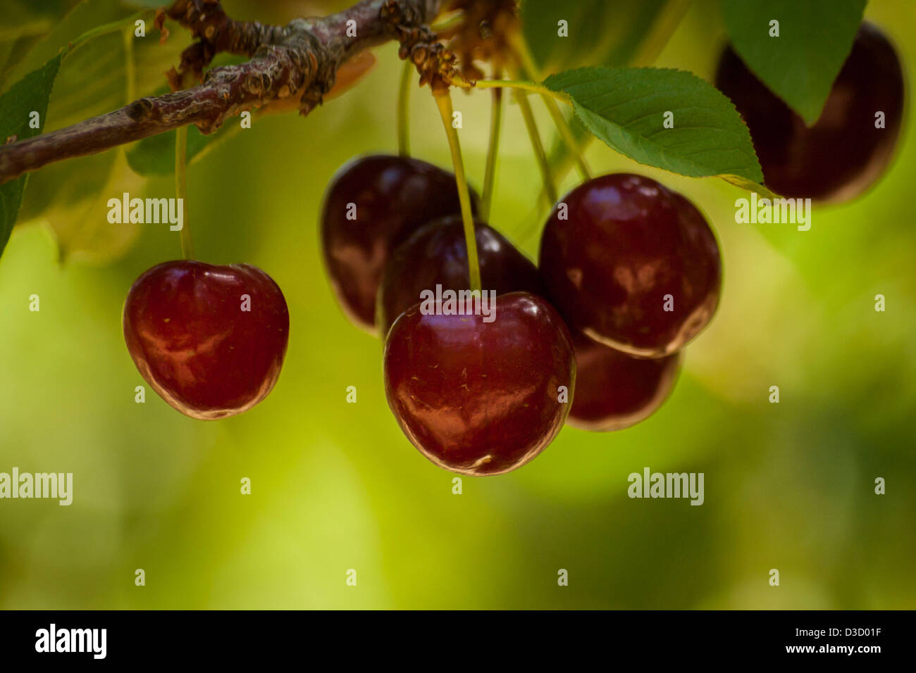Colorado cherry tree branch hi-res stock photography and images - Alamy
