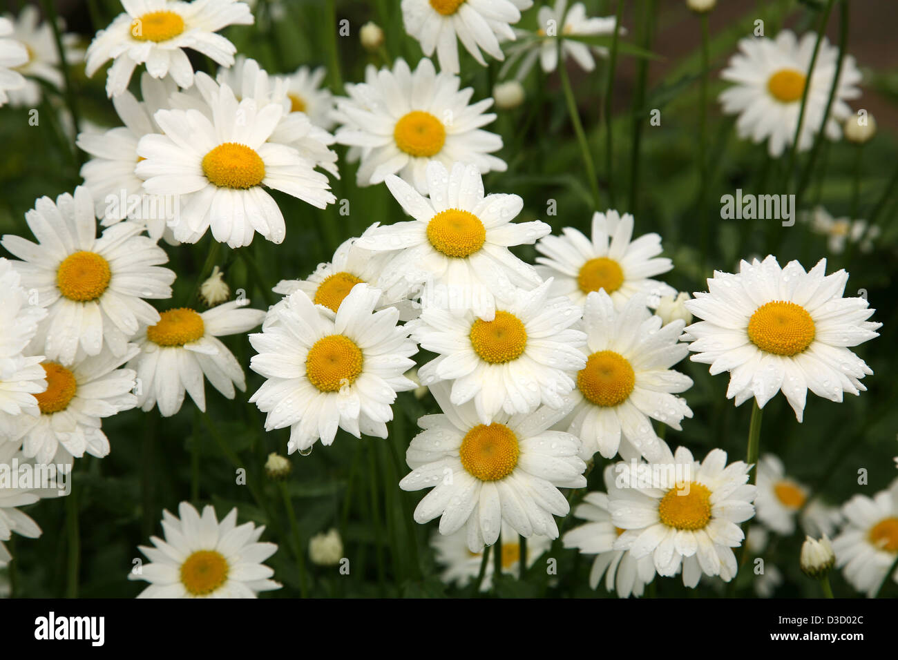 White daises in rain Stock Photo - Alamy