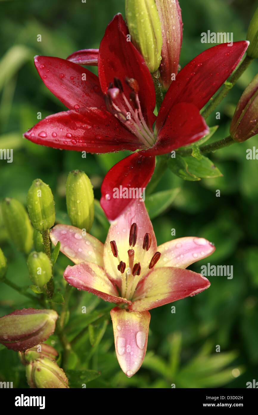 Rain lilies hi-res stock photography and images - Alamy