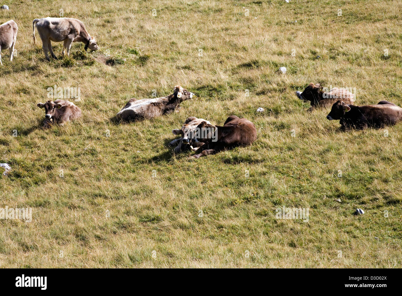 Brown Swiss Cattle and their calves grazing in high pasture above The ...