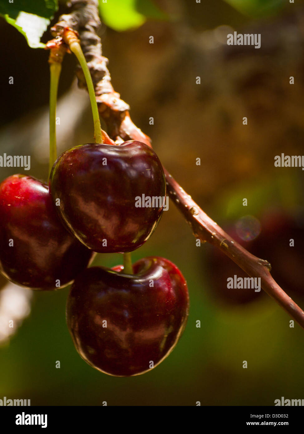 Cherry farm on western slopes of Colorado Stock Photo - Alamy