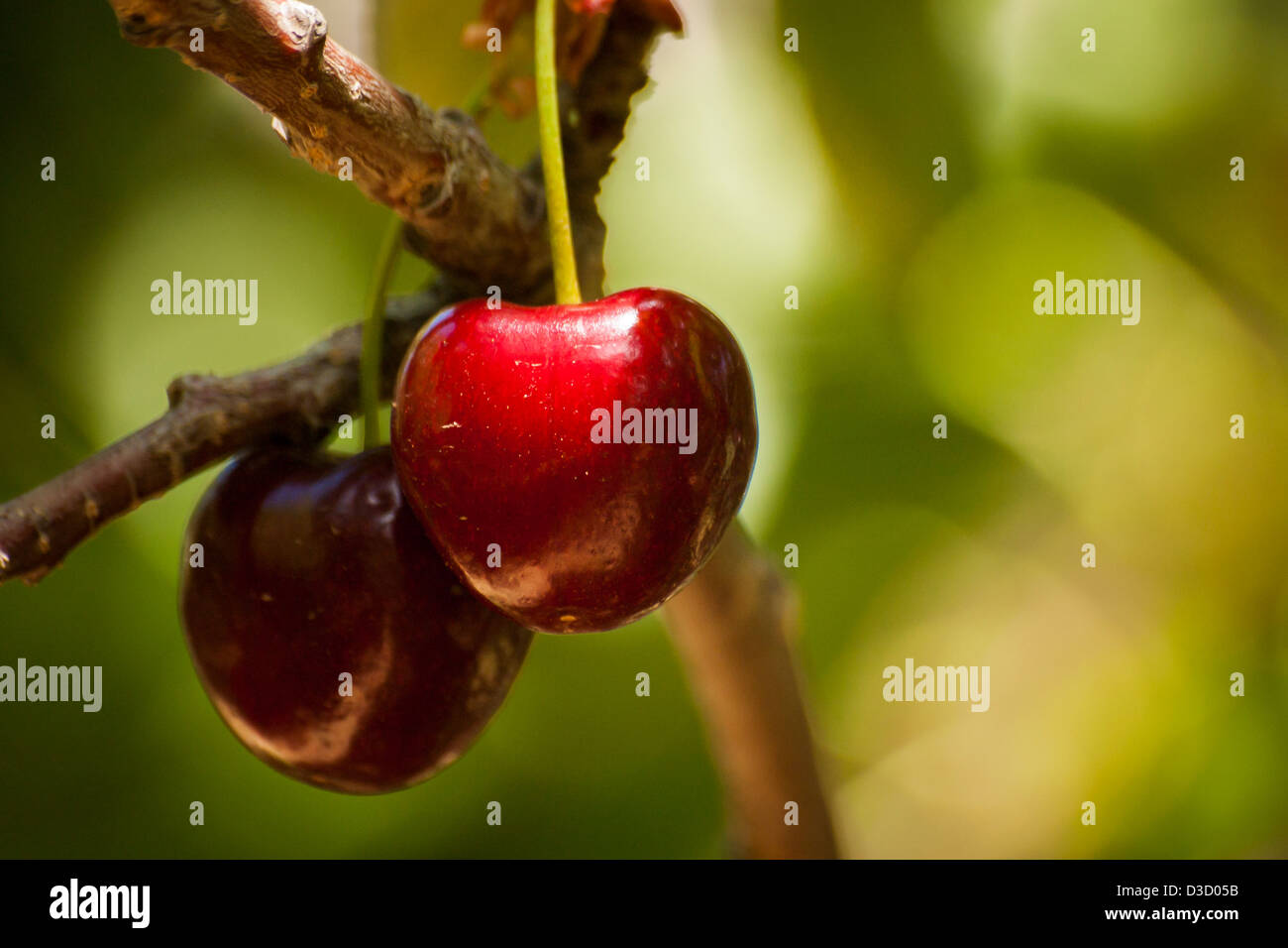 Cherry farm on western slopes of Colorado Stock Photo - Alamy