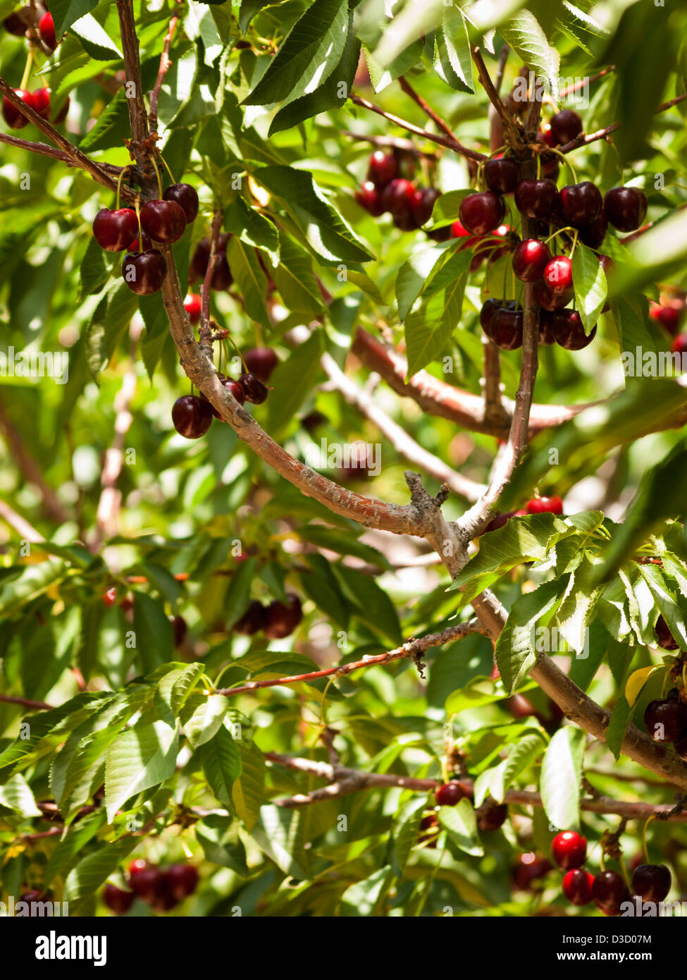 Cherry farm on western slopes of Colorado Stock Photo - Alamy