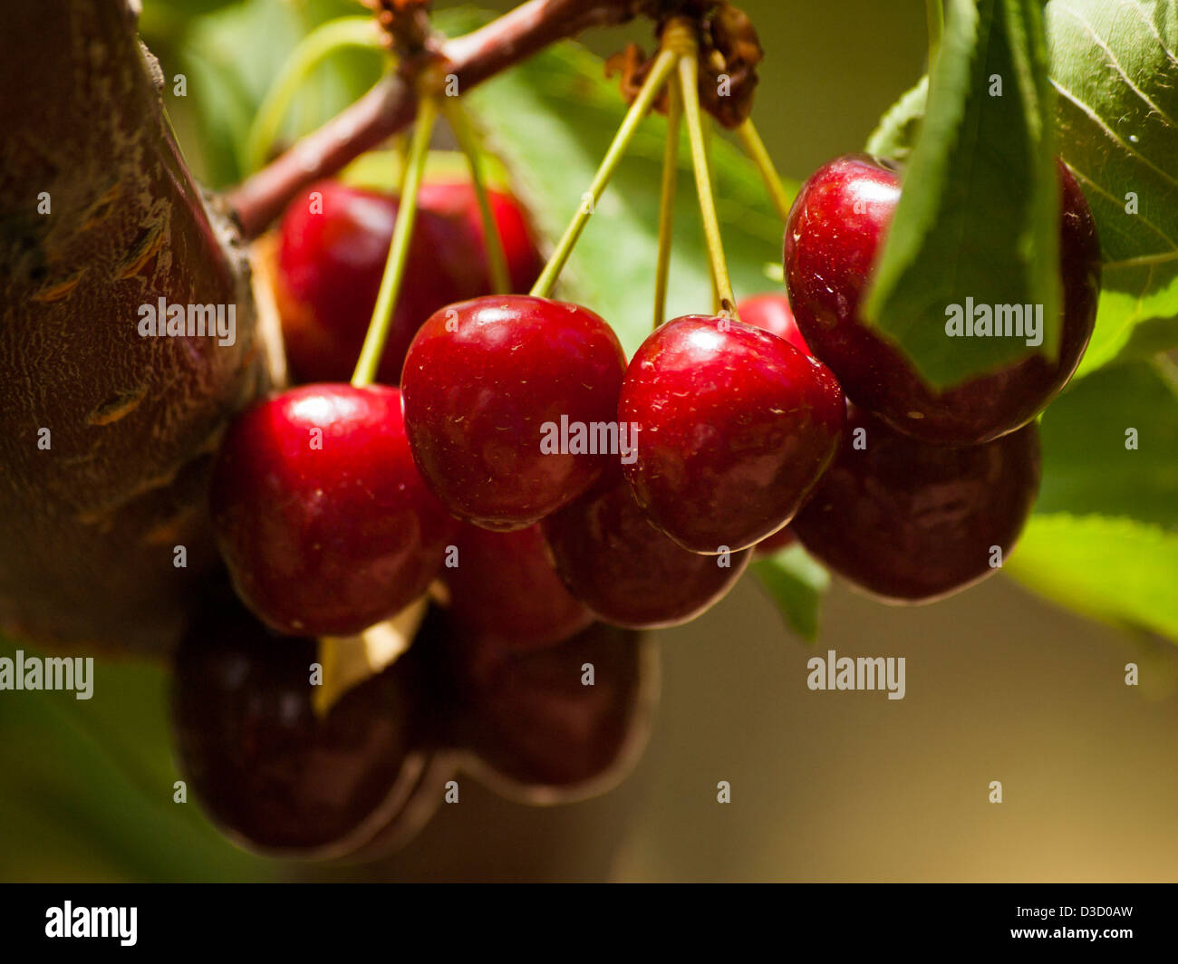 Cherry farm on western slopes of Colorado Stock Photo - Alamy