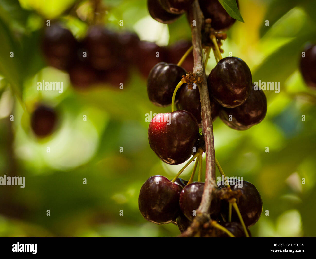 Colorado cherry tree branch hi-res stock photography and images - Alamy