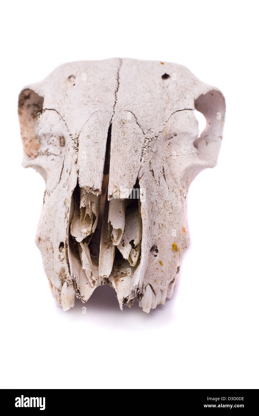Close view of a skull of a sheep isolated on a white background Stock ...