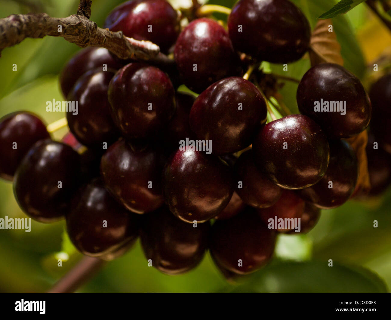 Cherry farm on western slopes of Colorado Stock Photo - Alamy