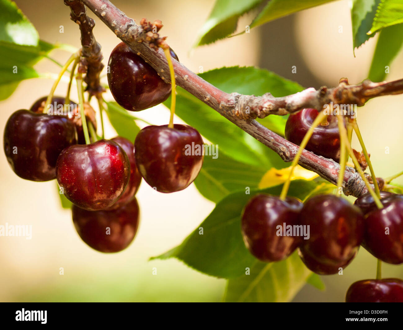 Colorado cherry tree branch hi-res stock photography and images - Alamy