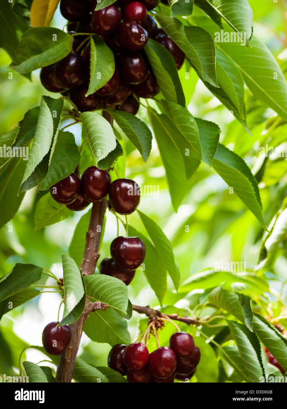 Colorado cherry tree branch hi-res stock photography and images - Alamy
