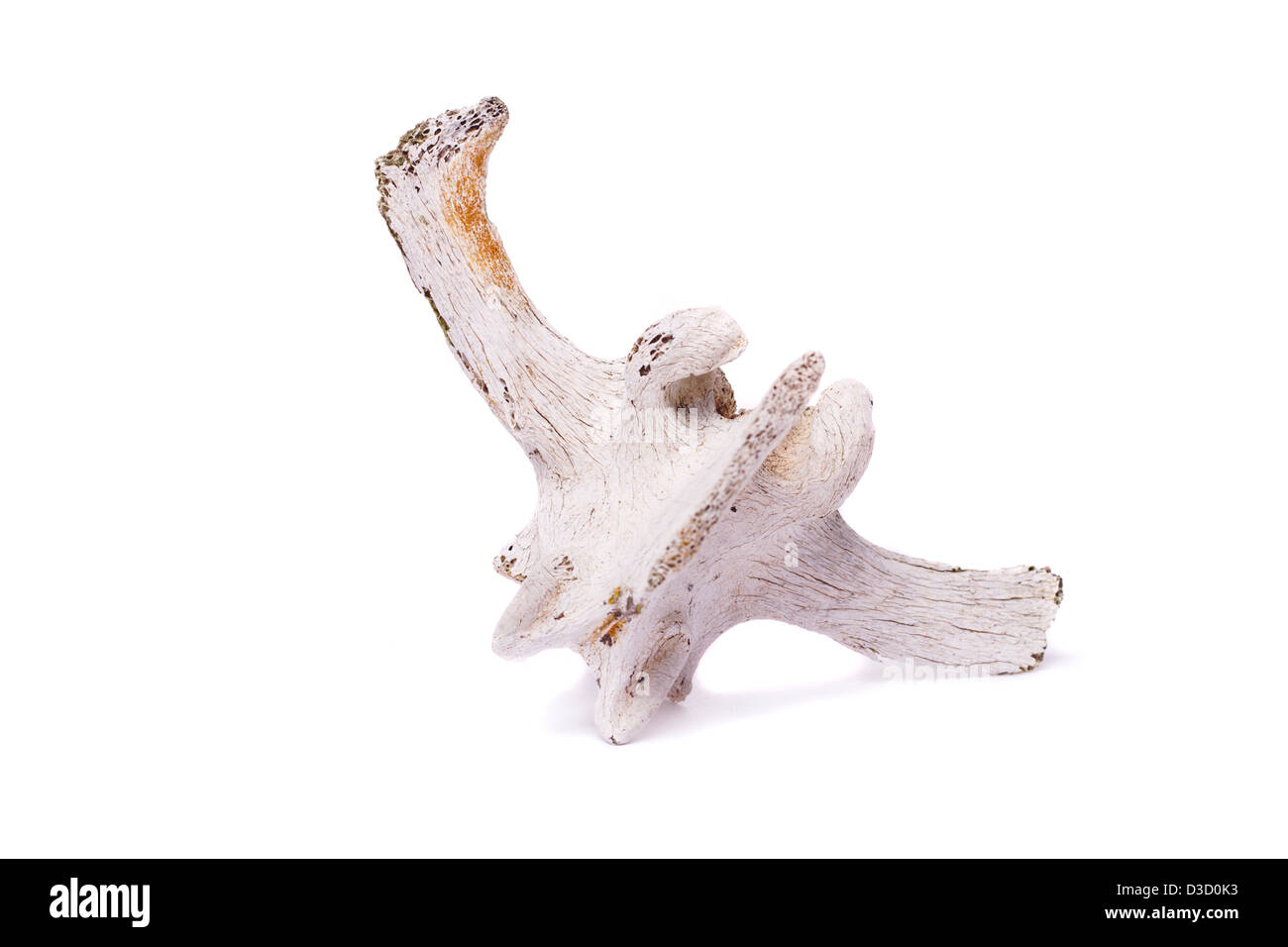 Close view of one bone from the back spine of a sheep isolated on a ...