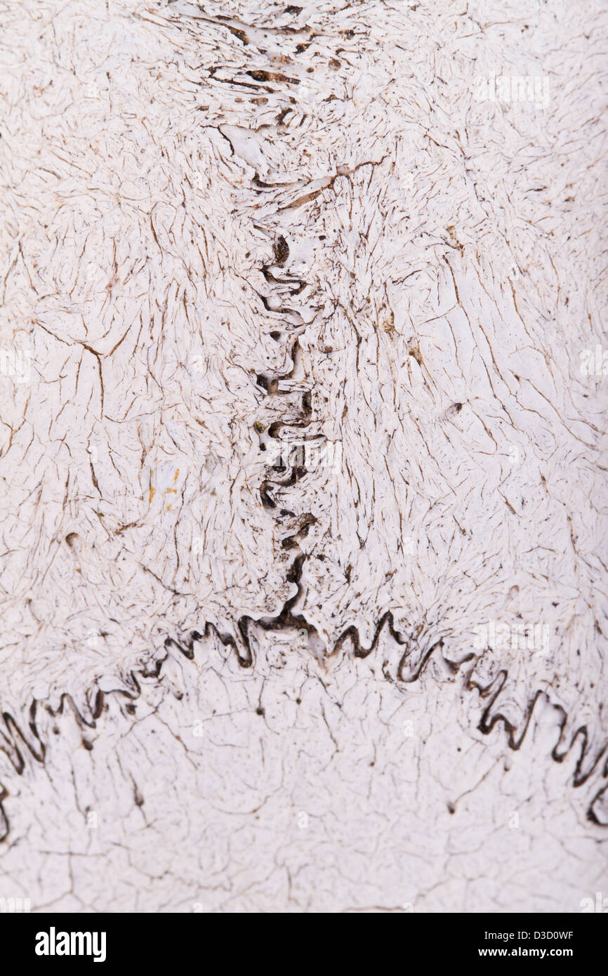 Close view of a skull of a sheep isolated on a white background Stock ...