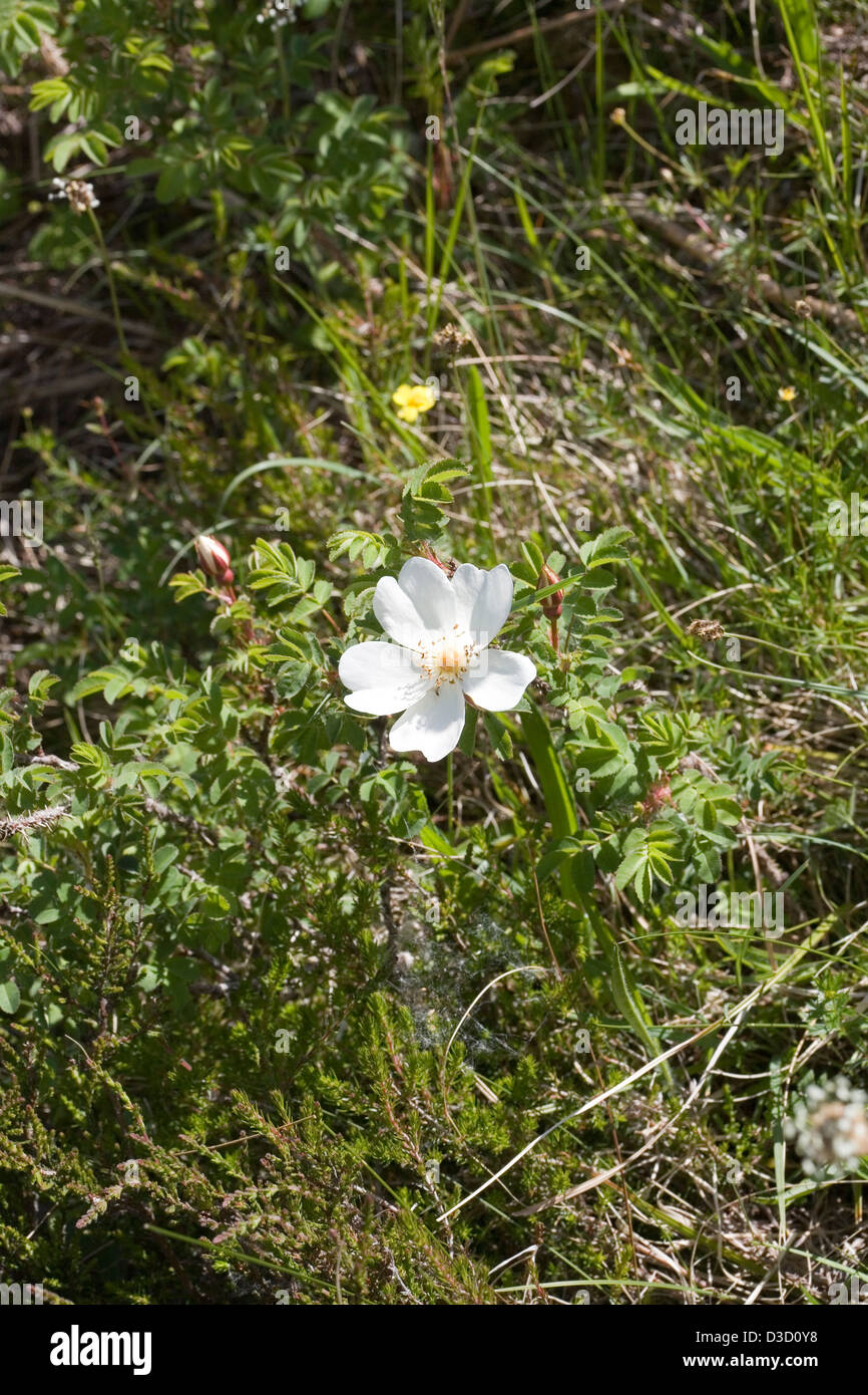 Burnet Rose in flower in woodland near Idrigill Point Orbost Duirinish ...