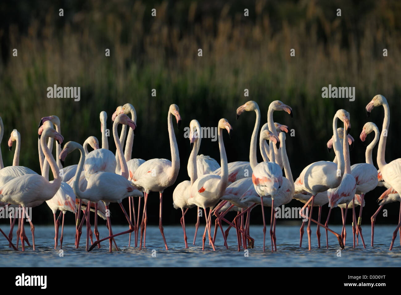 Group of Greater Flamingos parade in water pond Stock Photo - Alamy