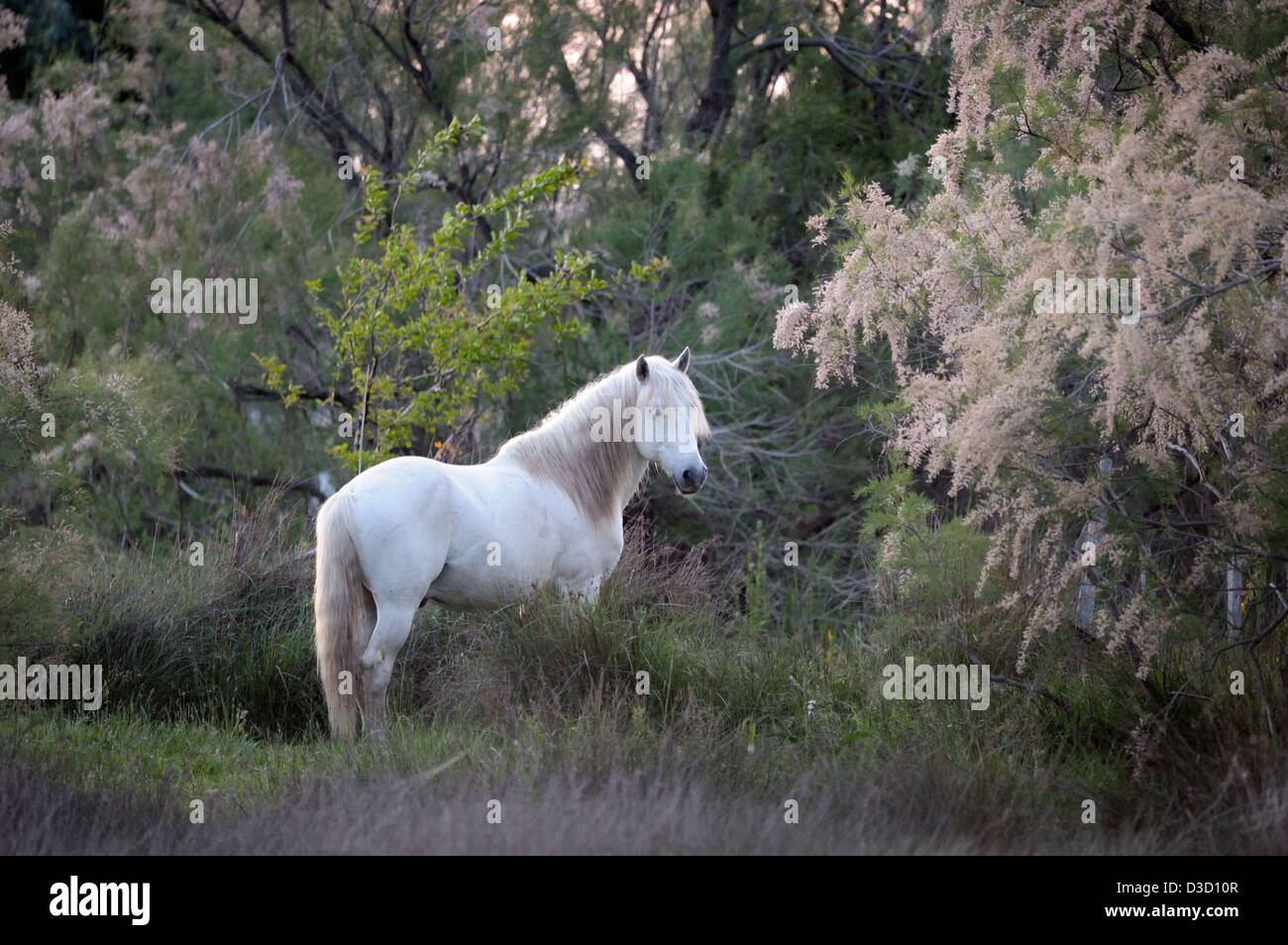 Camargue horse standing at blossom tree Stock Photo - Alamy