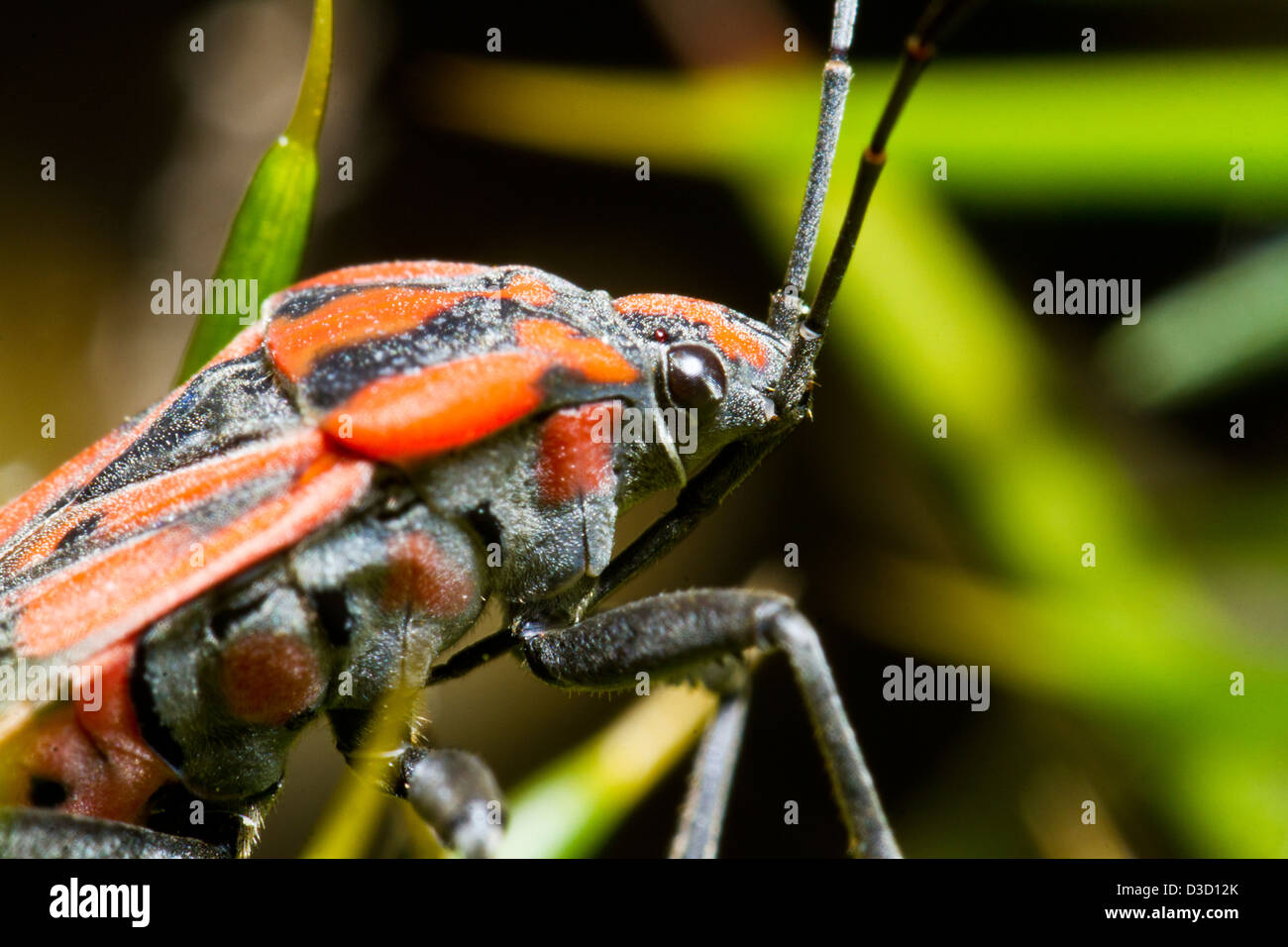 Close up view of the Chinch Bug (Spilostethus pandurus Stock Photo - Alamy