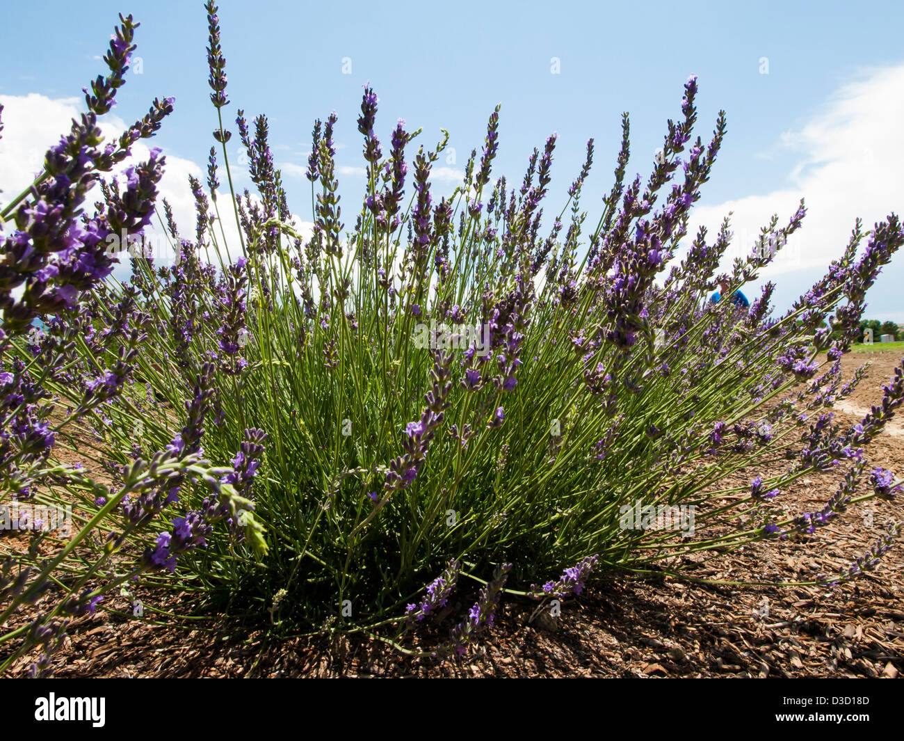 Lavender farm in Palisade, Colorado Stock Photo - Alamy