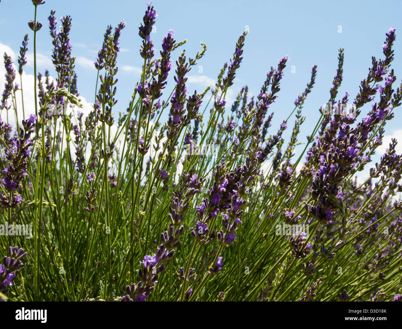 Lavandula grosso garden hi-res stock photography and images - Alamy