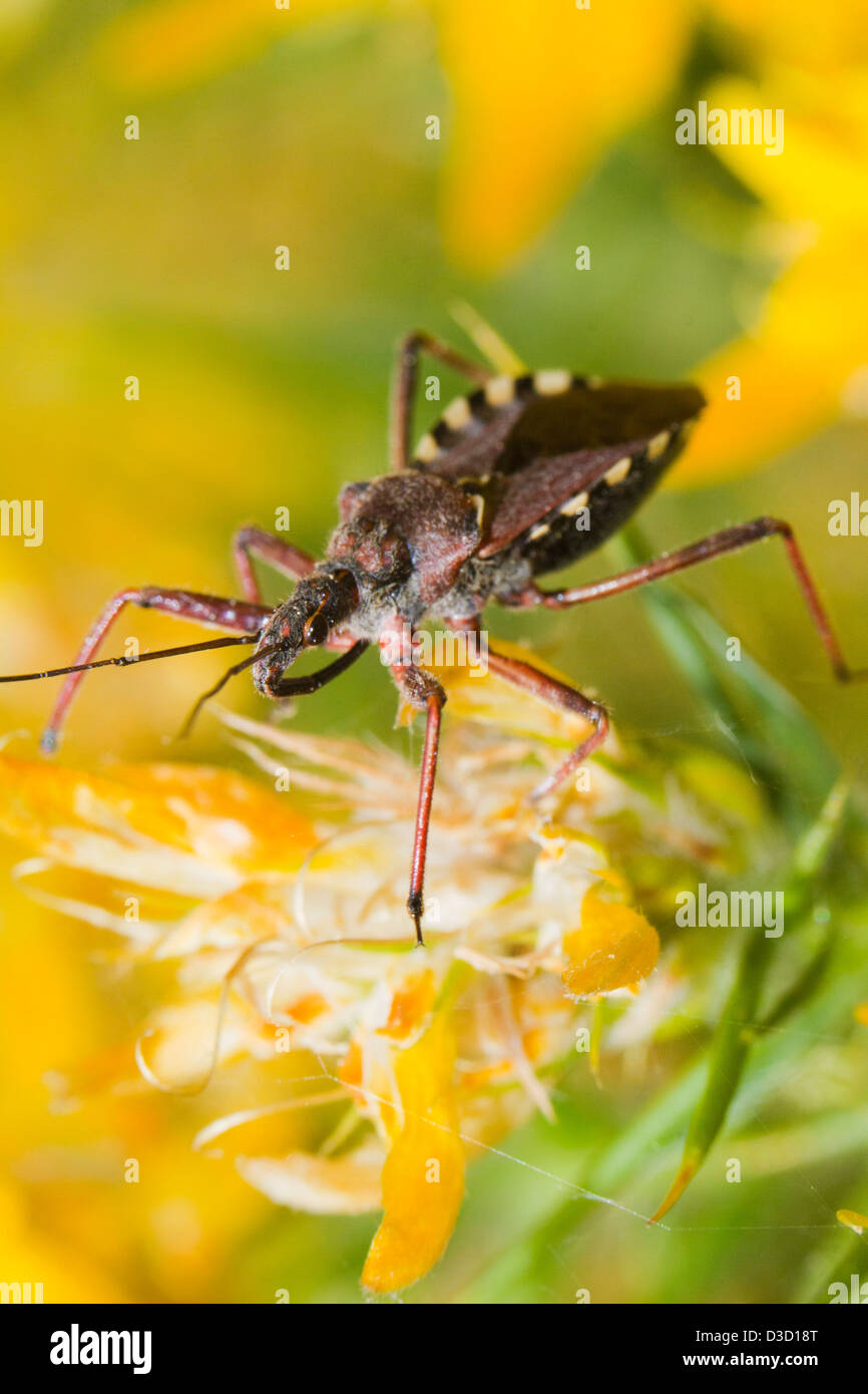 Close up view of the Assassin Bug (Rhynocoris cuspidatus Stock Photo ...