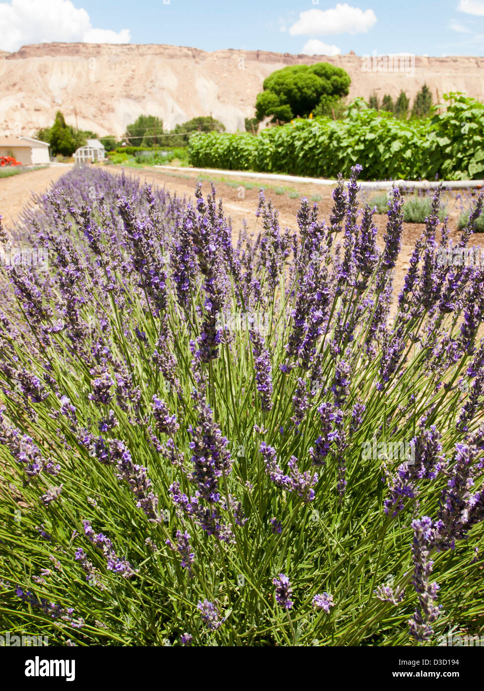Lavender farm in Palisade, Colorado Stock Photo - Alamy