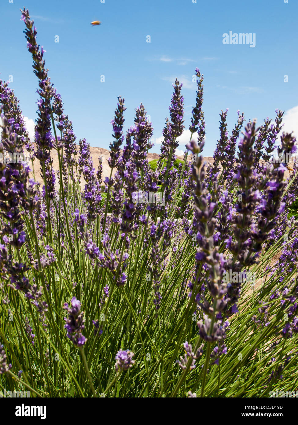 Lavender farm in Palisade, Colorado Stock Photo - Alamy