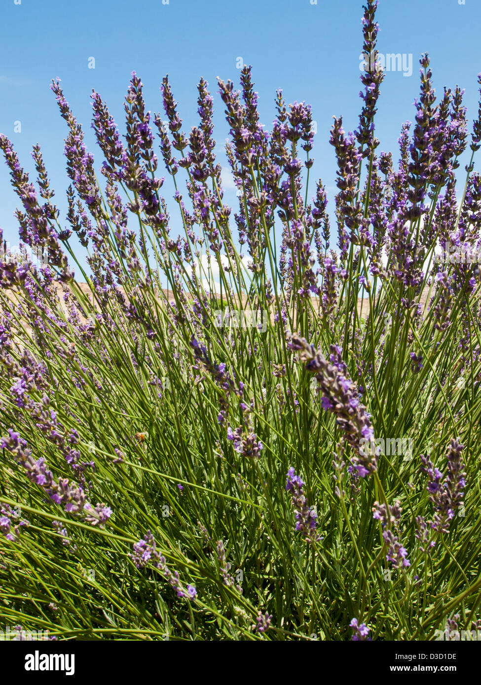Lavender farm in Palisade, Colorado Stock Photo - Alamy
