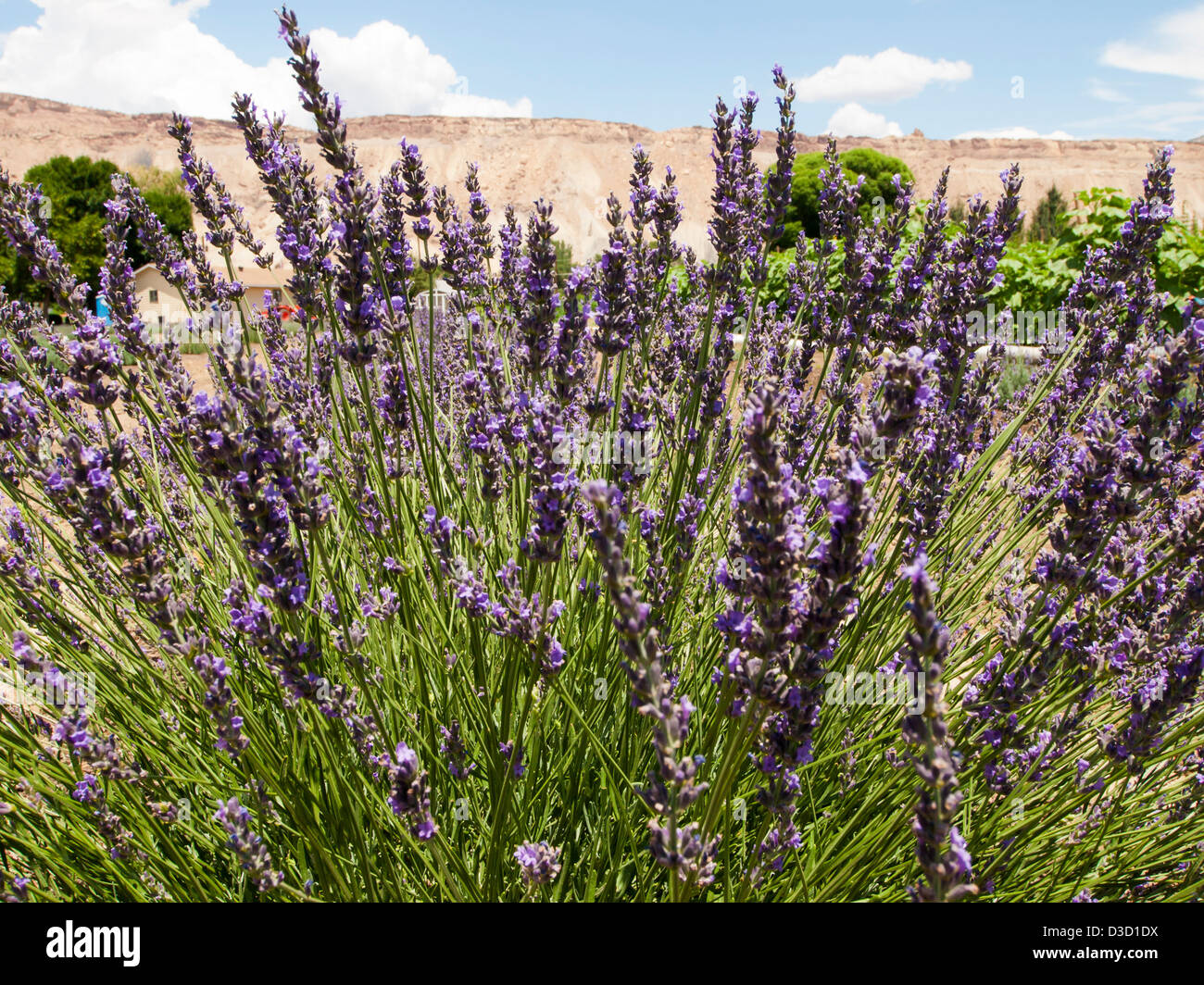 Lavender farm in Palisade, Colorado Stock Photo - Alamy