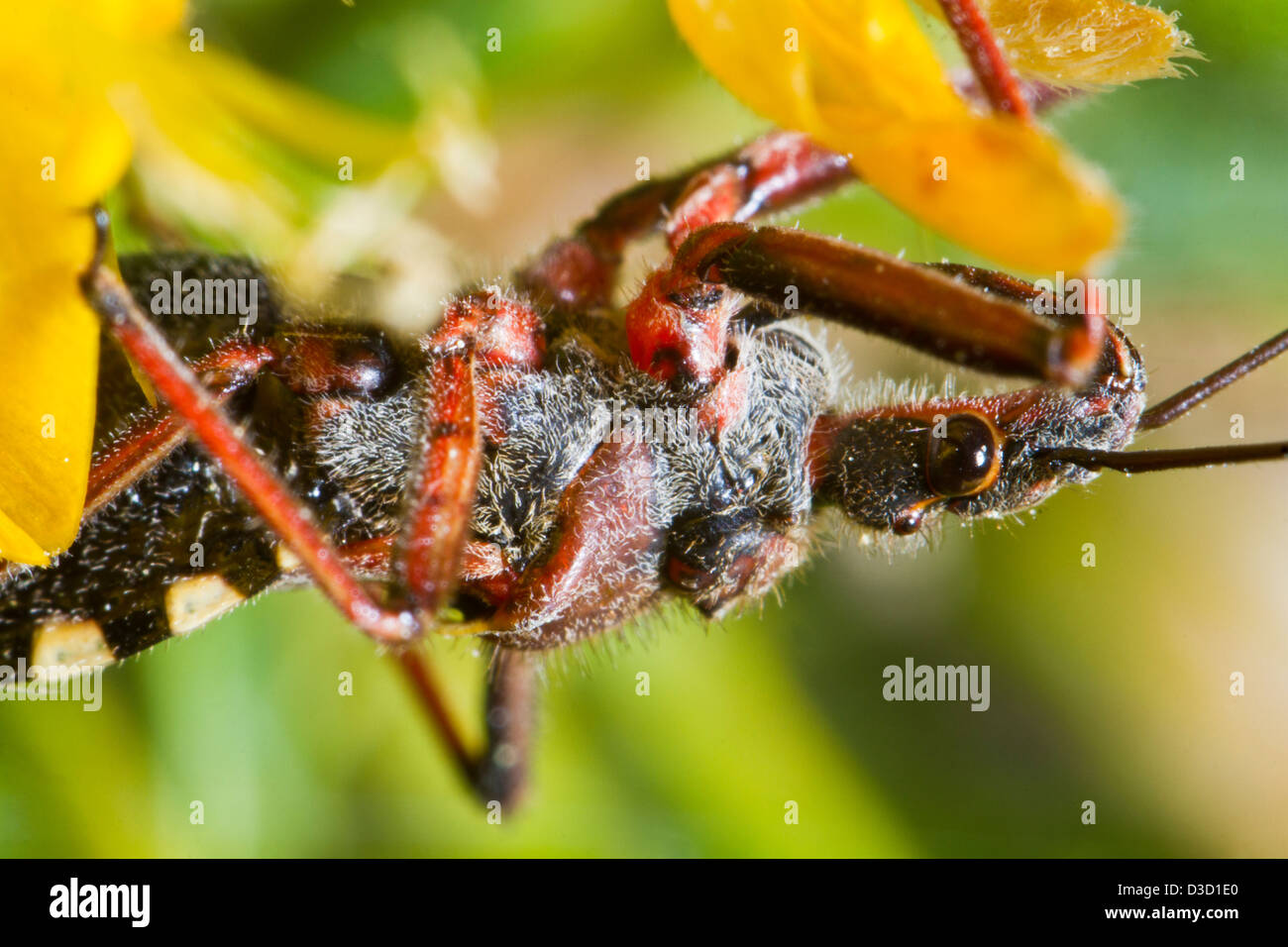 Assassin bug bite hi-res stock photography and images - Alamy