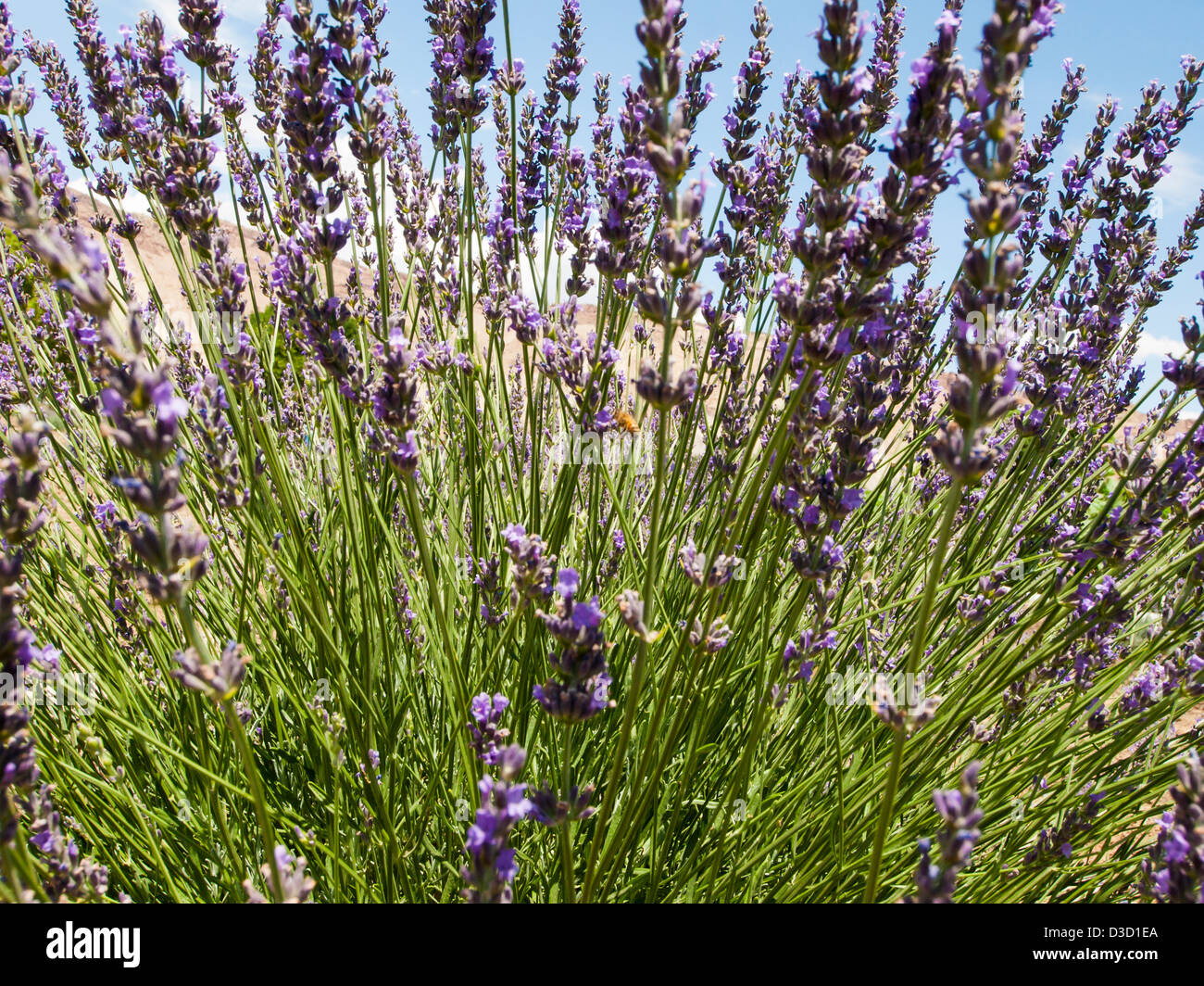 Lavender farm in Palisade, Colorado Stock Photo - Alamy