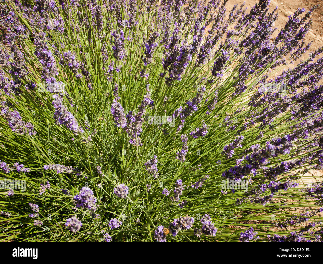 Lavandula grosso garden hi-res stock photography and images - Alamy