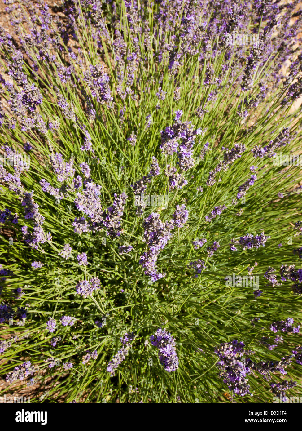 Lavender farm in Palisade, Colorado Stock Photo - Alamy